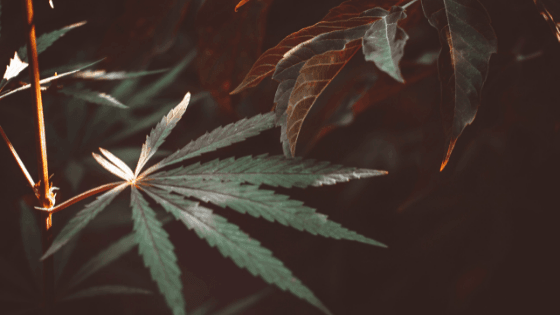 The Most Popular Psychoactive Cannabinoids, Explained. – CHC Distro